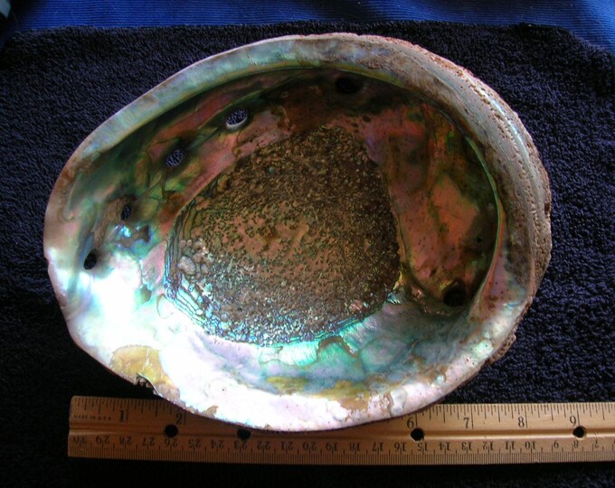 REAL ABALONE SHELL 8 1/8" Long Sea Shell Shells Oyster Clam Art Craft ...