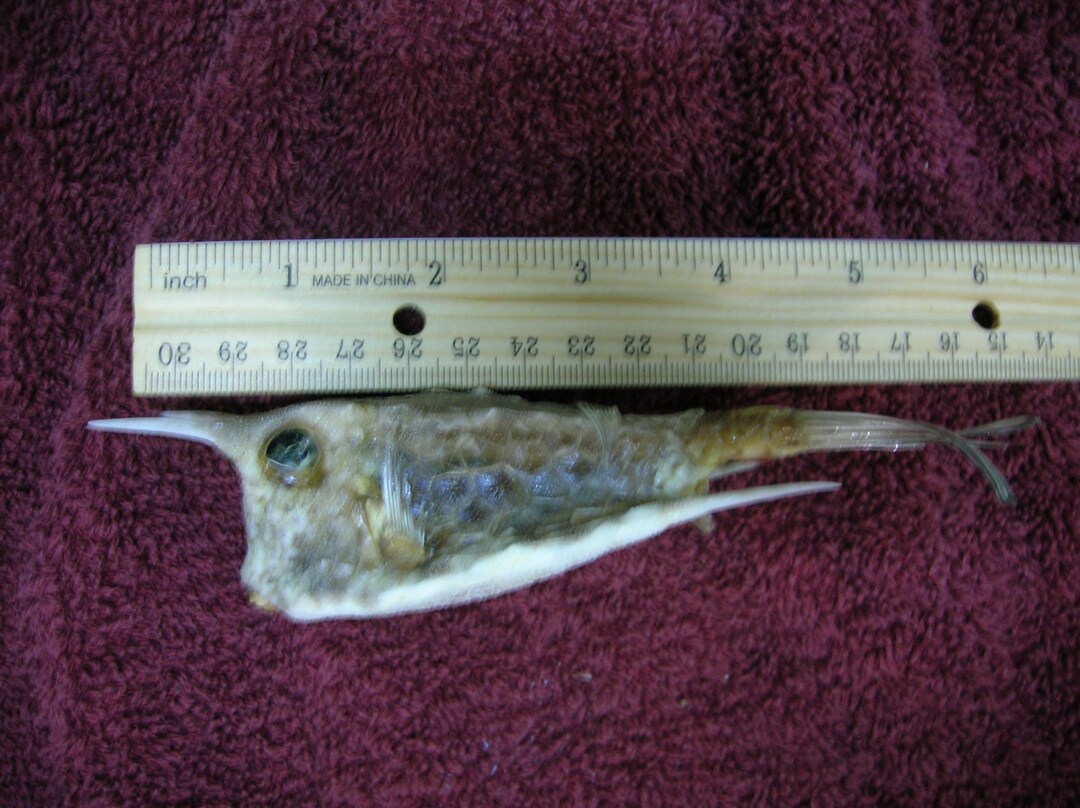 Real Dried Cowfish Boxfish Sharks Ray Shark Taxidermy Jaw Jaws Teeth ...
