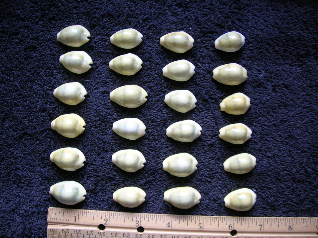 24 LARGE Money Cowry SEASHELLS Cypraea Moneta Arts Crafts Wedding ...