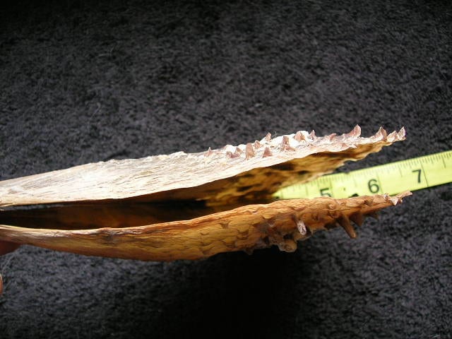 REAL PEN SHELL 6 3/4 Long Sea Shell Shells Oyster Clam Art Craft ...