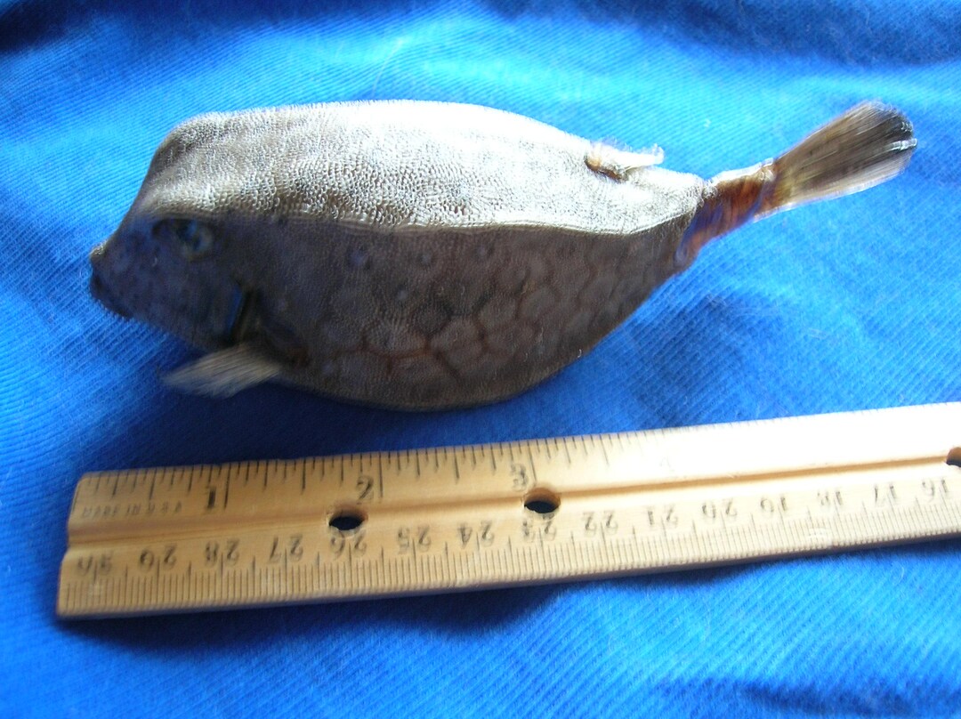 Real Dried Cowfish Boxfish Sharks Ray Shark Taxidermy Jaw Jaws Teeth ...