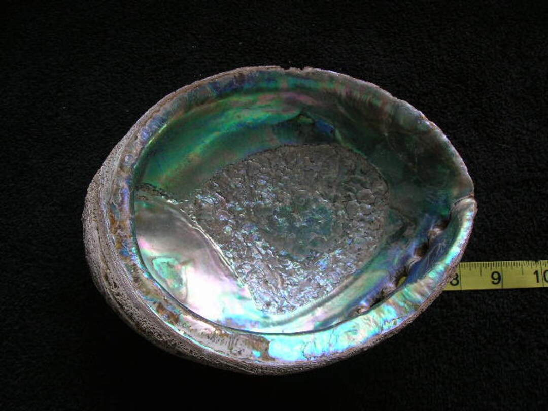 REAL ABALONE SHELL 7 3/4 Long Sea Shell Shells Oyster Clam Art Craft ...