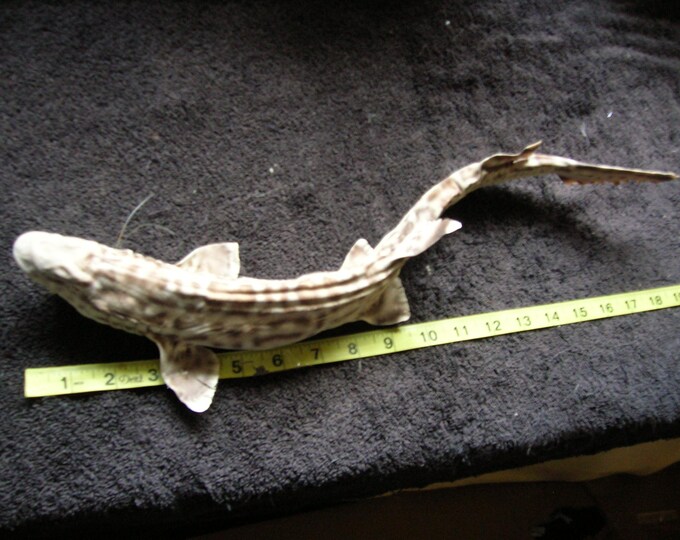 REAL Stuffed Coral Cat Shark- Jaws Taxidermy Fish Mount Skull Skeleton ...