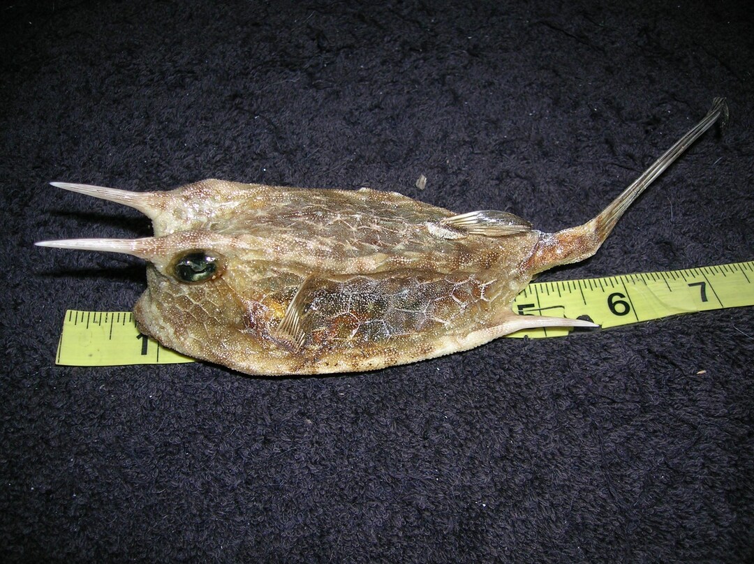 Real Dried Cowfish Sharks Ray Shark Taxidermy Jaw Jaws Teeth Skull ...