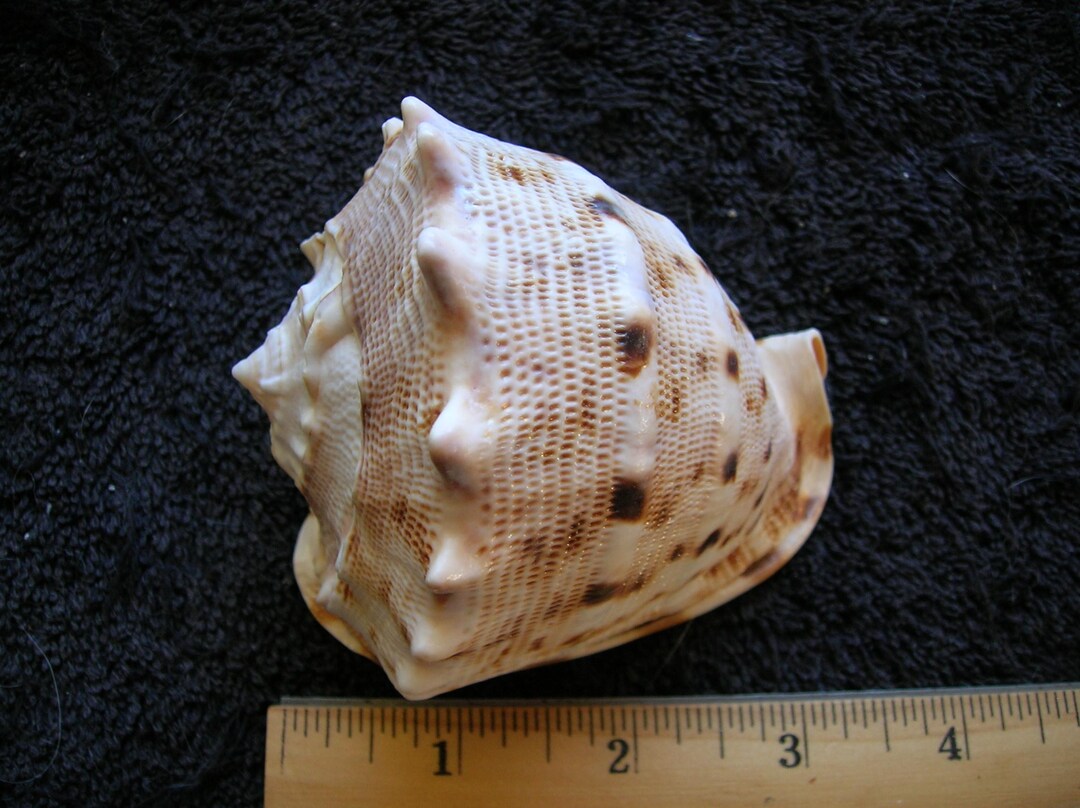 REAL Helmet Sea Shell Shells Seashell Cassis Cornuta - Etsy