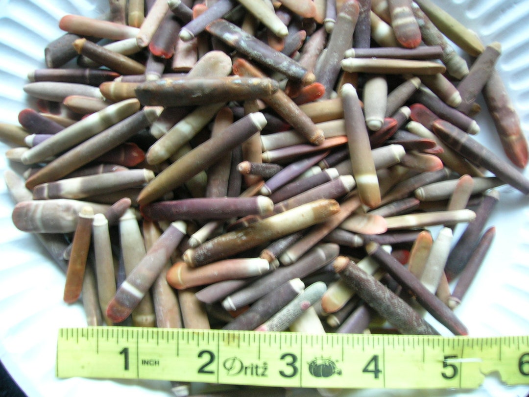 100 Sea Urchin Spines Shells Seashell Spine Art Arts Craft Crafts Doll ...