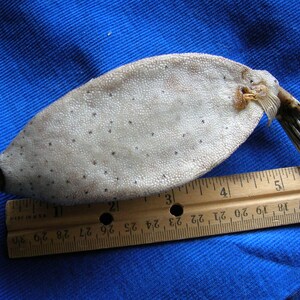 Real Dried Cowfish Boxfish Sharks Ray Shark Taxidermy Jaw Jaws Teeth ...