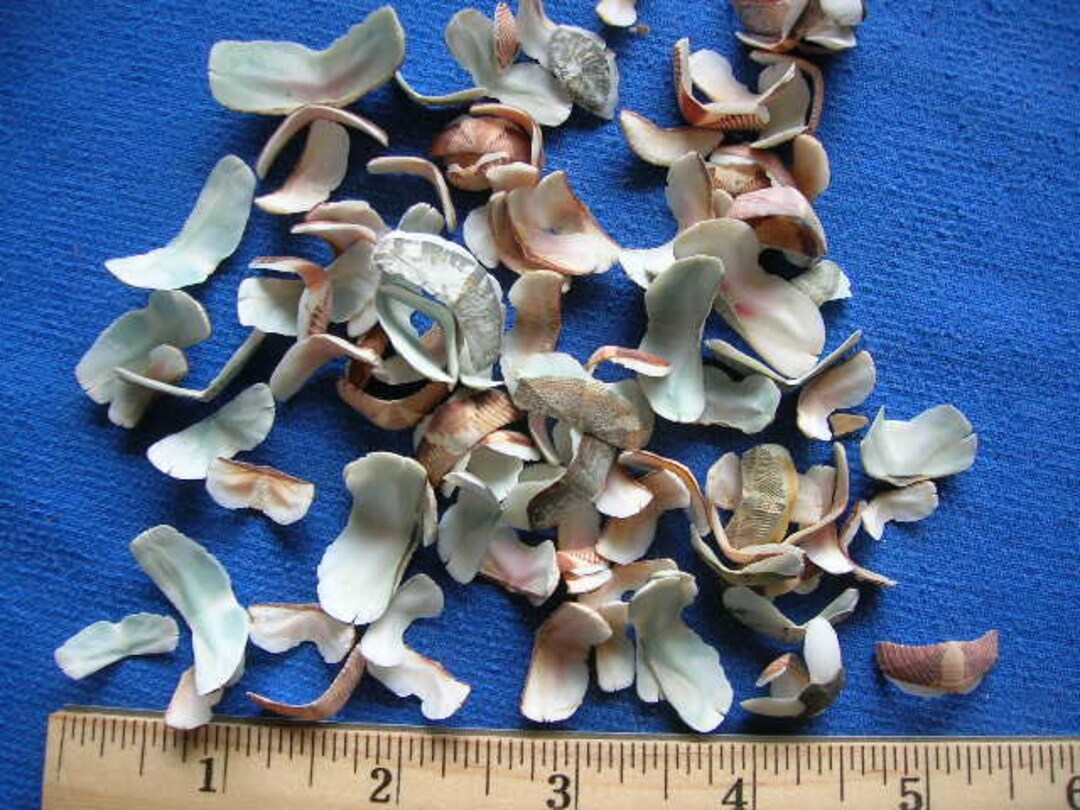SET OF 100 Small Chiton Shell Sections Plates Seashell Seashells Bead ...