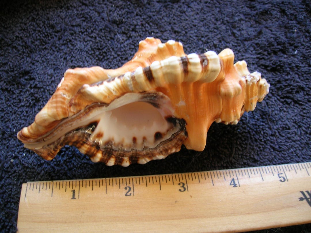 REAL Triton Seashell Shells Seashell Cymatium Lotorium - Etsy