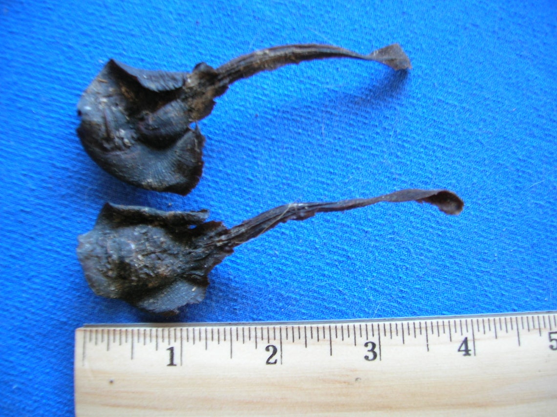 Set of 2 Tiny, Real Dried Thornback Rays Shark Sharks Jaw Jaws ...