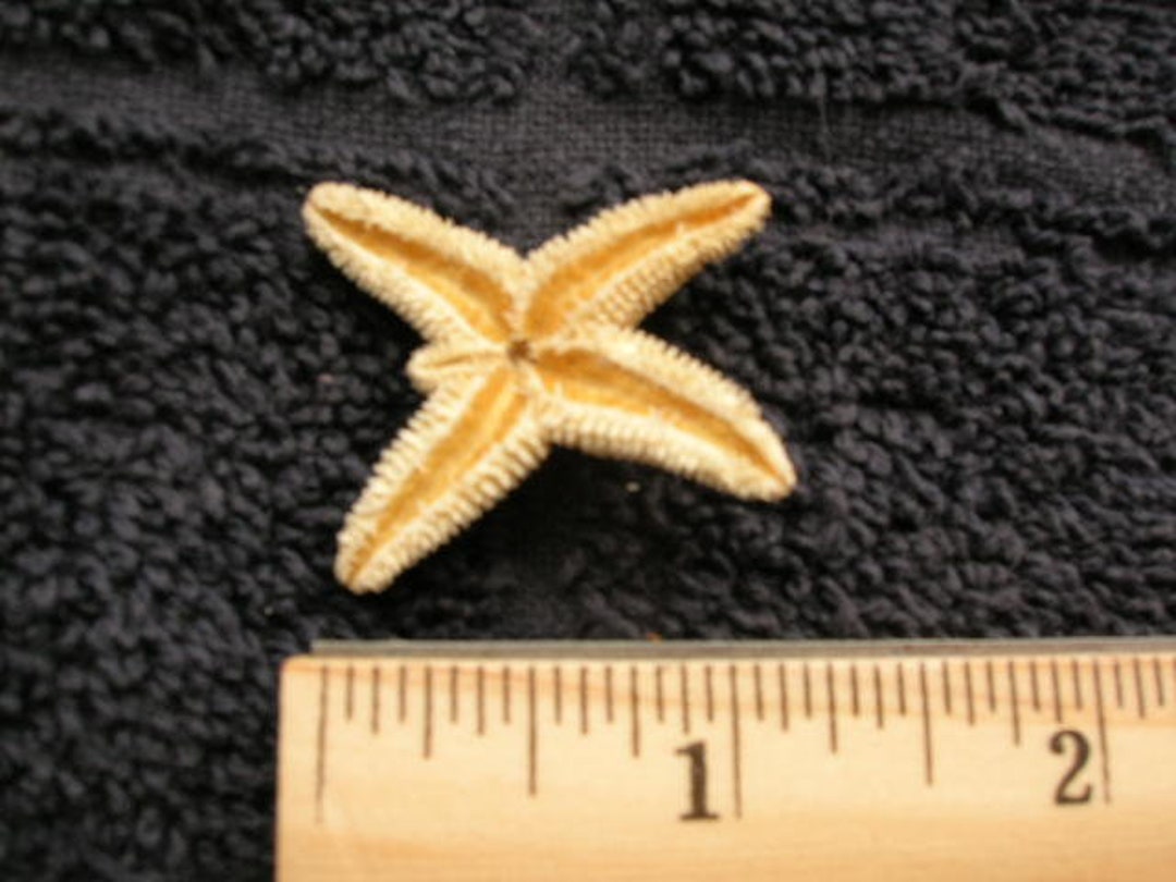 REAL STARFISH With Freak Tiny Arm Ray Seashell Shells Urchin Sea Star ...