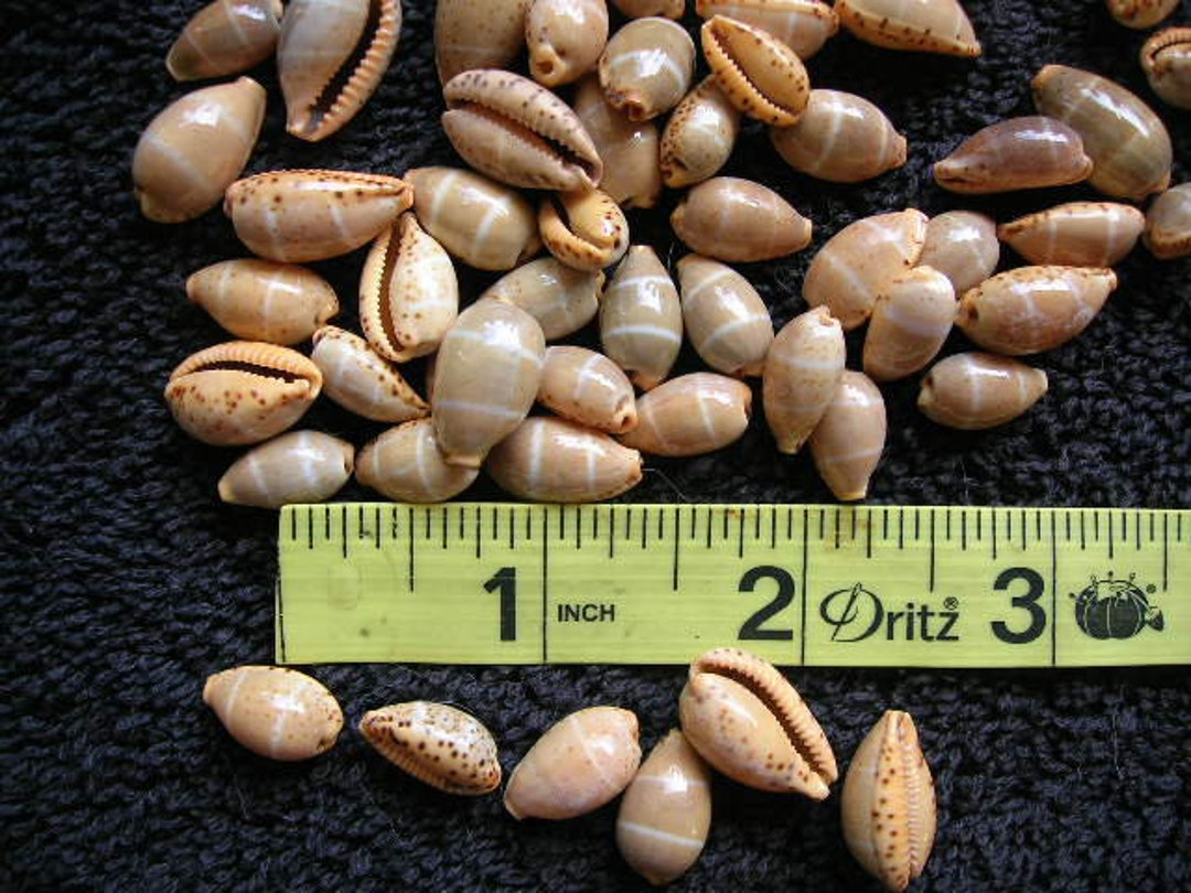 SET OF 20 Real Cowry Shells Cypraea Lutea Cowries Crafts Art Jewelry ...