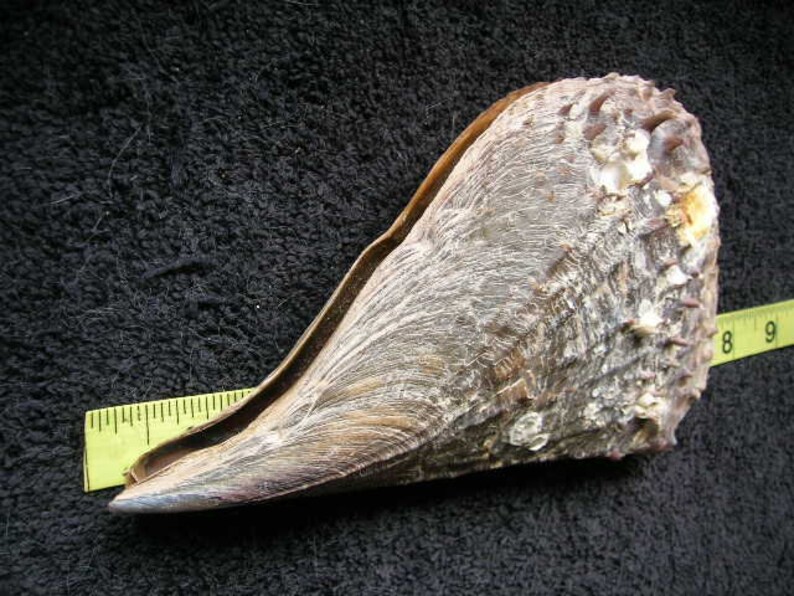 REAL PEN SHELL 6 3/4" Long Sea Shell Shells Oyster Clam Art Craft ...