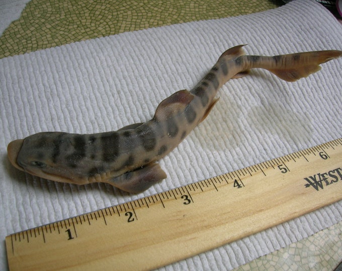REAL LEOPARD Shark -preserved -taxidermy Jaw Jaws Teeth Tooth Fish ...
