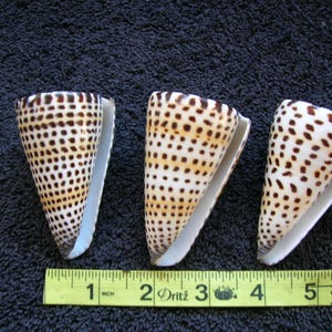 SET of 3 LETTERED CONE Shells Conus Litteratus Seashell Oddity Shell ...
