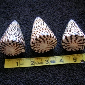 SET of 3 LETTERED CONE Shells Conus Litteratus Seashell Oddity Shell ...