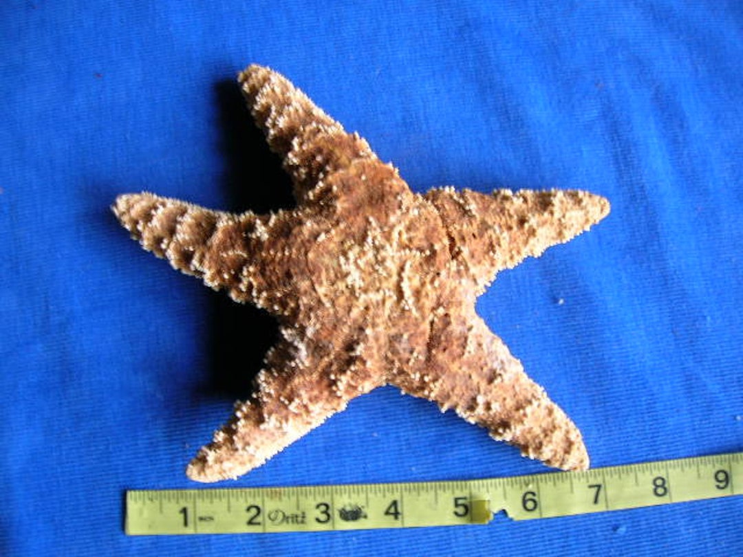 REAL STARFISH Seashell Shells Urchin Sea Star Fish Taxidermy Crafts Art ...