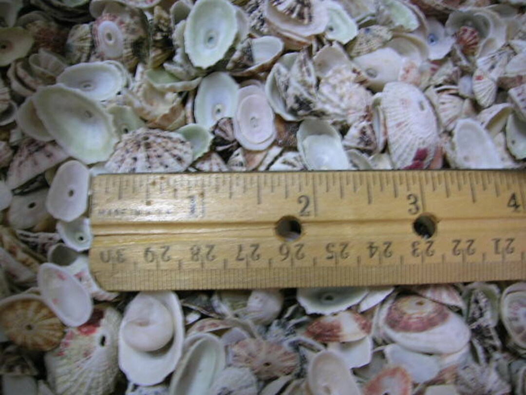 Set of 100 REAL Limpet Shells Seashell Seashells Jewelry Art Craft ...