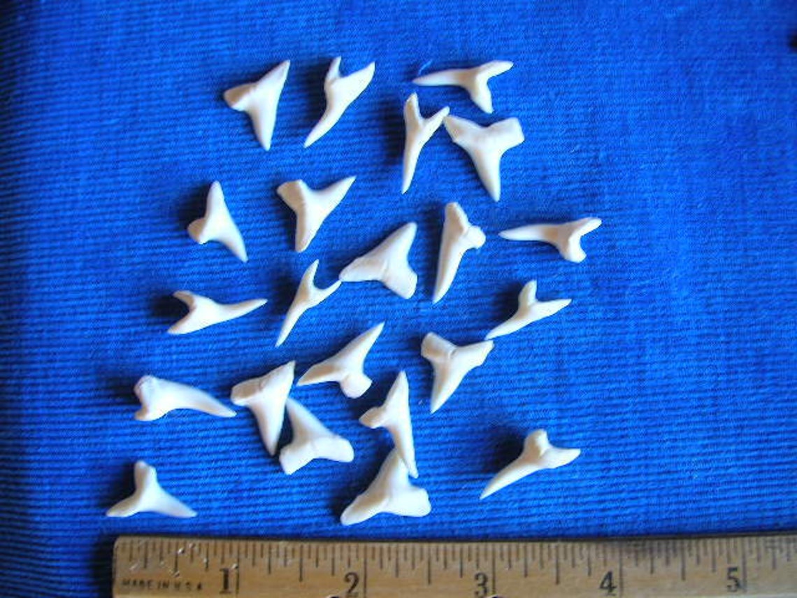 Set of 20 REAL Mako Shark Teeth Sharks Taxidermy Art Crafts - Etsy