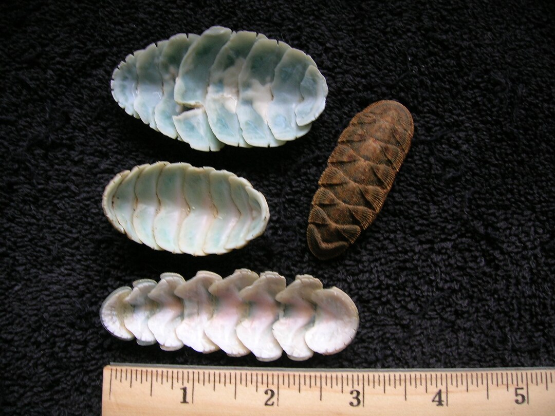 REAL CHITON SHELLS Set of 4 Sea Shell Chitons Taxidermy Oddity Ocean - Etsy