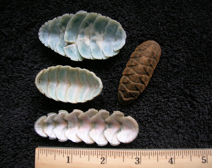 REAL CHITON SHELLS Set of 4 Sea Shell Chitons Taxidermy Oddity Ocean - Etsy
