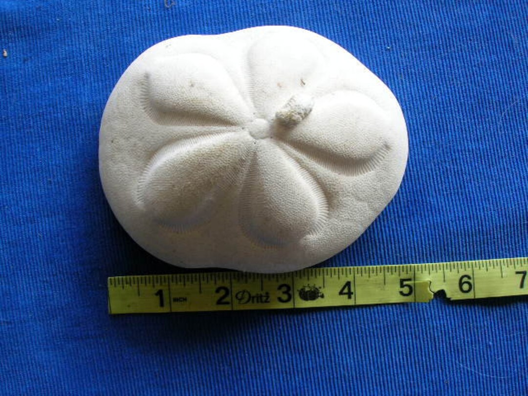 ODD Real SEA BISCUIT Sand Dollar Seashell Shells Urchin Sea Star Fish ...