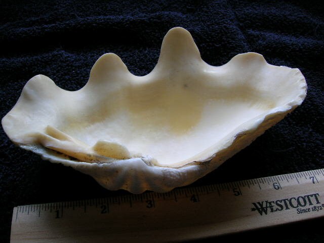 REAL Ruffled Clam Shell Tridacna Giant Clam Oyster Sea Shell Seashells ...
