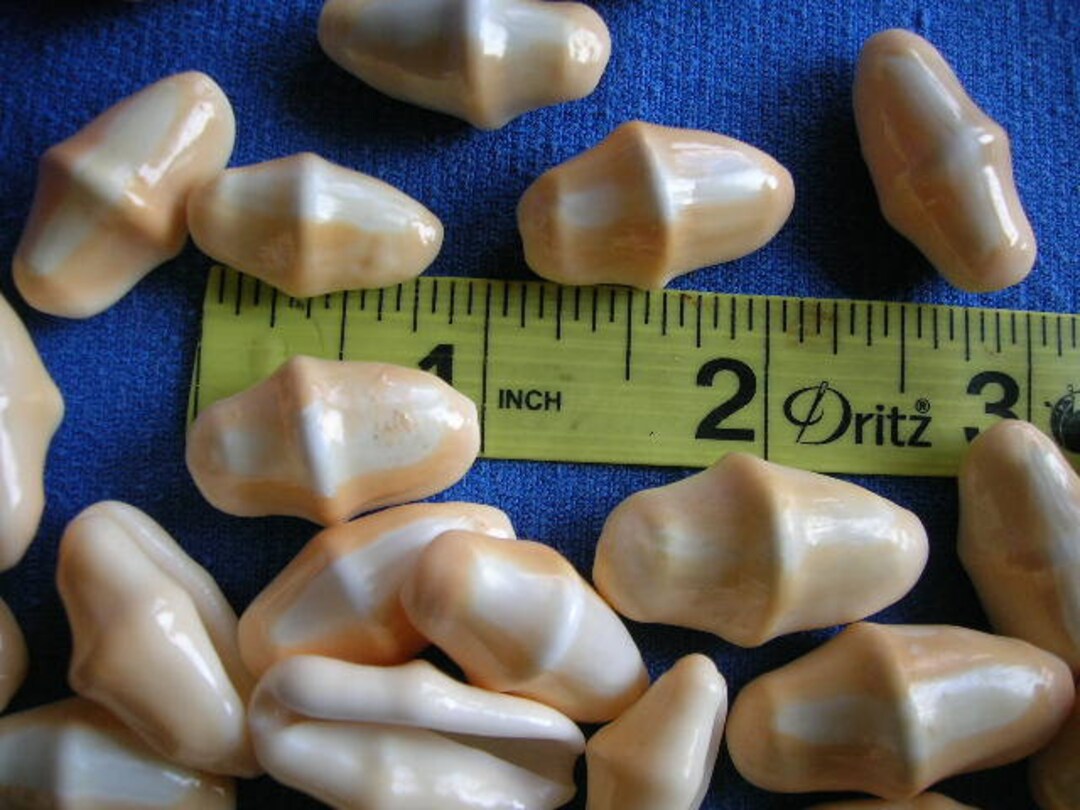 25 Flamingo Tongue SEA SHELLS Cyphoma Gibbosum) Arts Crafts Wedding ...