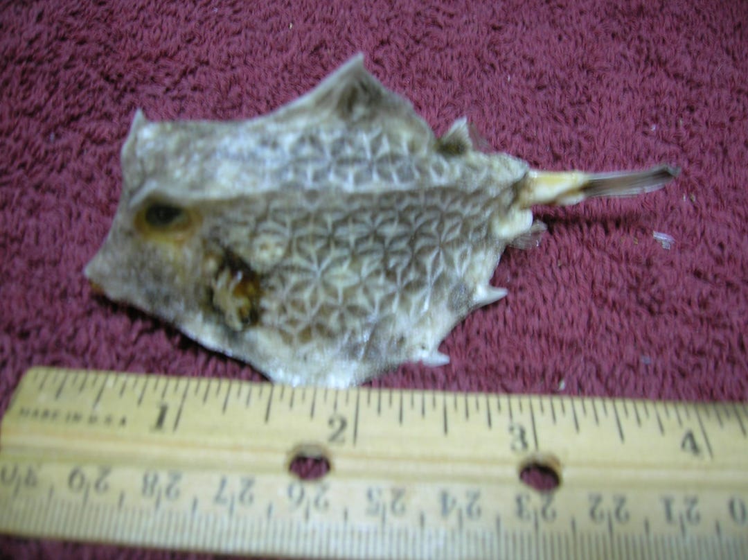 Real Dried Cowfish Boxfish Sharks Ray Shark Taxidermy Jaw Jaws Teeth ...
