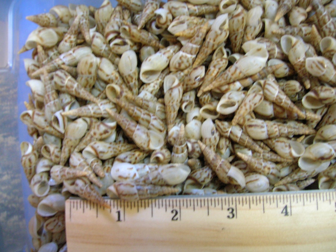 100 Real SHELLS Arts Crafts Wedding Jewelry Seashell Scrapbook Art ...