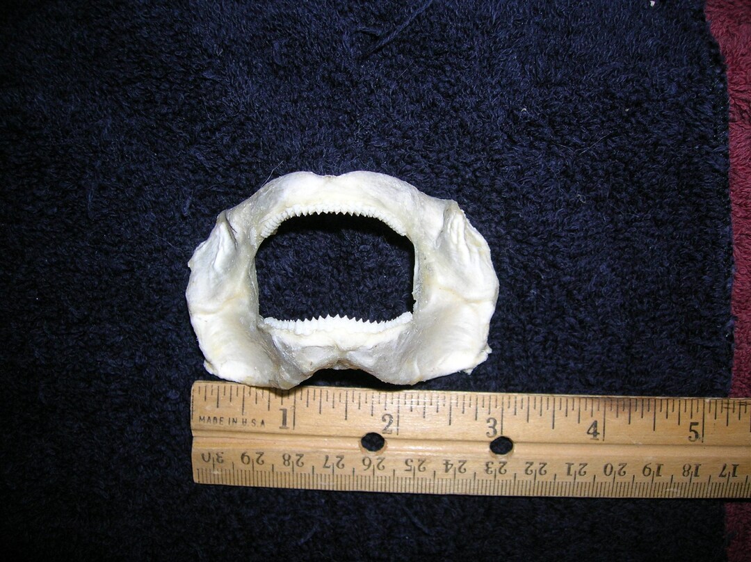 REAL SHARK JAW Jaws Taxidermy Fish Mount Skull Skeleton Fishing Bone ...