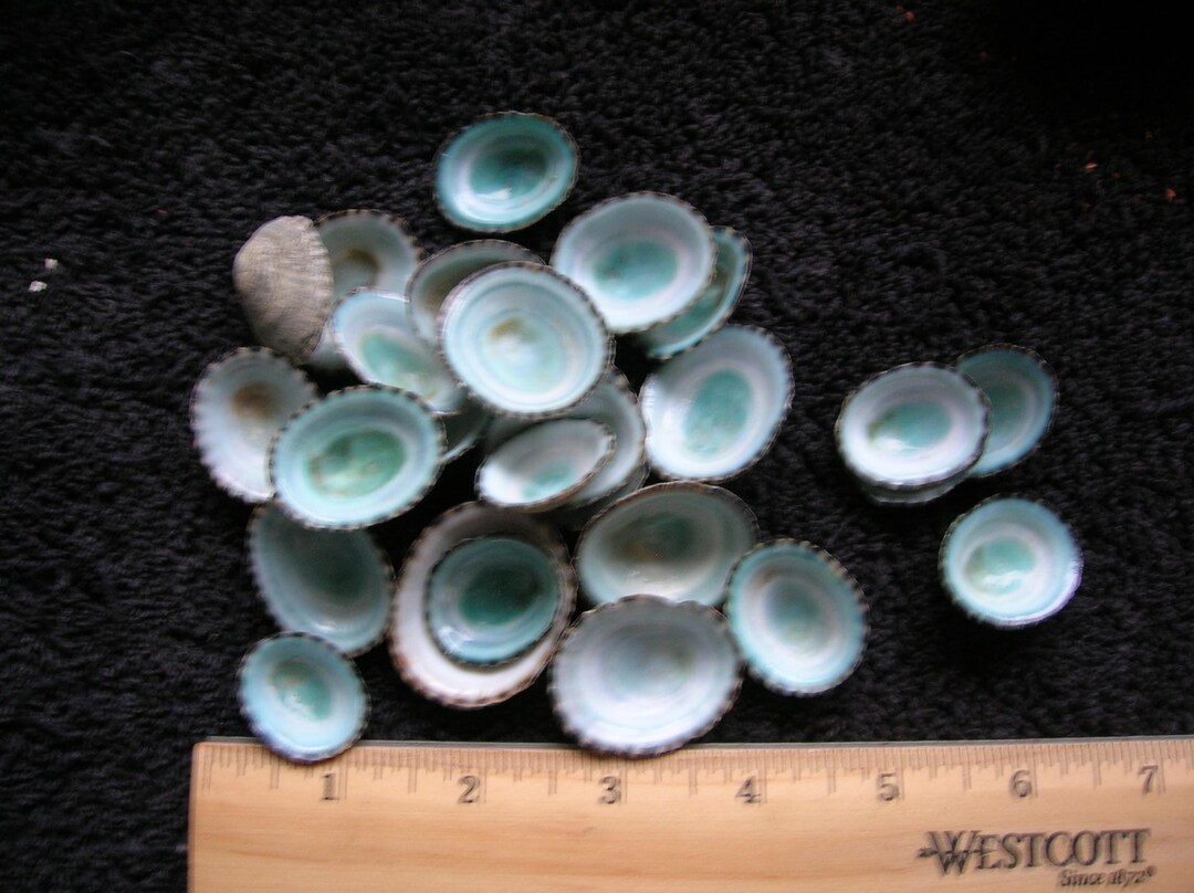 50 Real Blue Green LIMPET SEA SHELLS Arts Crafts Wedding Jewelry ...