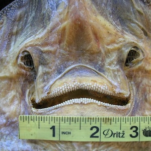 BIG REAL Dried Sea Skate Shark Sharks Jaw Jaws Taxidermy Teeth Tooth ...