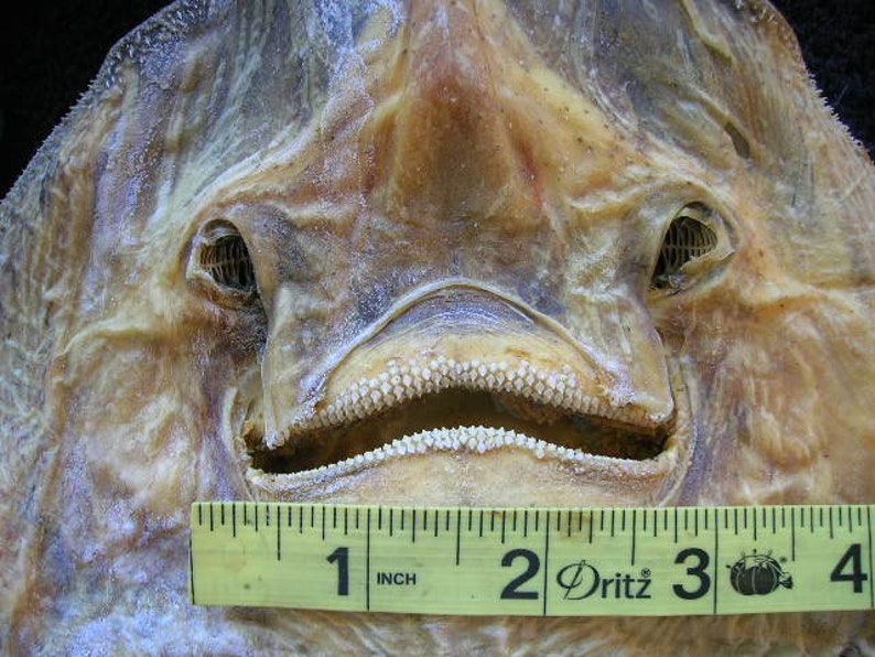 BIG REAL Dried Sea Skate Shark Sharks Jaw Jaws Taxidermy Teeth - Etsy