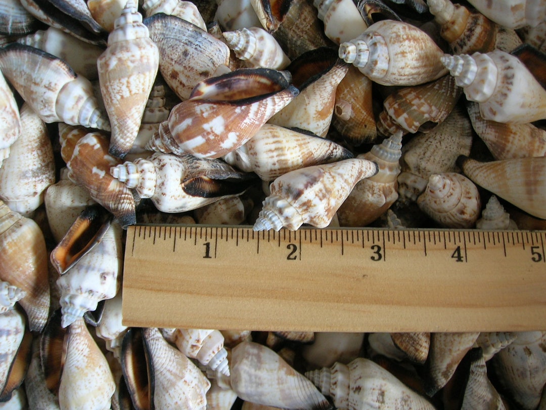 50 REAL Little Bear Conch SEA SHELLS Arts Crafts Wedding Jewelry ...