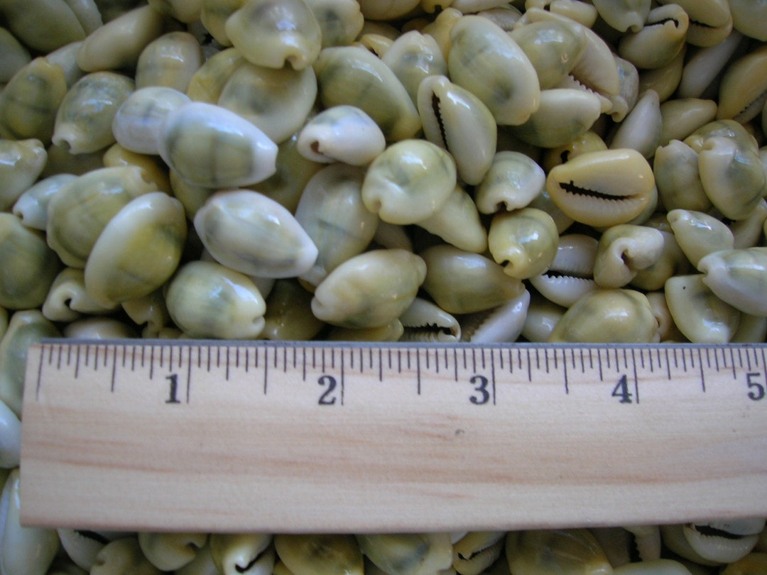 50 REAL Money Cowry SEA SHELLS Arts Crafts Wedding Jewelry Seashell ...