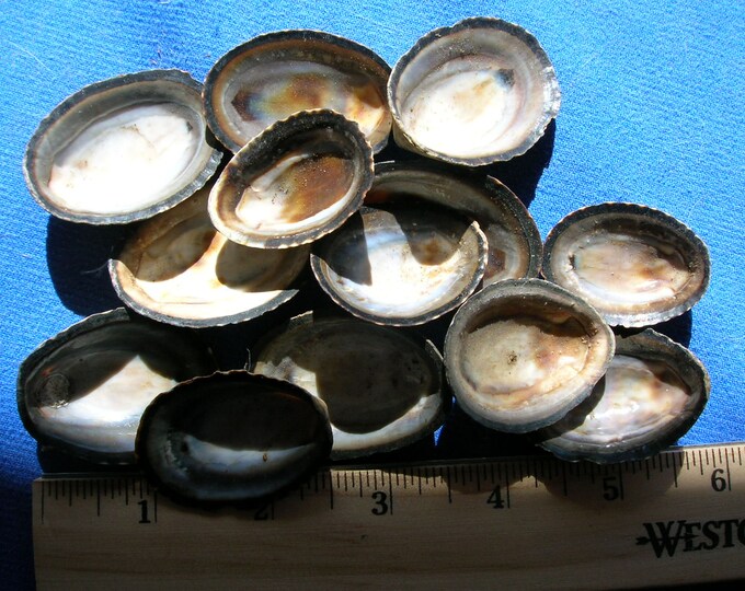 50 REAL Limpet SEA SHELLS Arts Crafts Wedding Jewelry Seashell ...