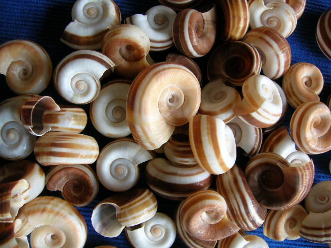 SET OF 50 Real ram's Horn Seashells, 1/2 to 1 Jewelry Craft Crafts Art ...