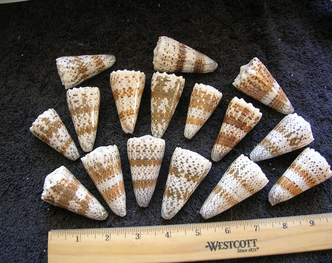 16 Assorted Imperial Cone SEASHELLS Arts Crafts Jewelry Seashells Shell ...
