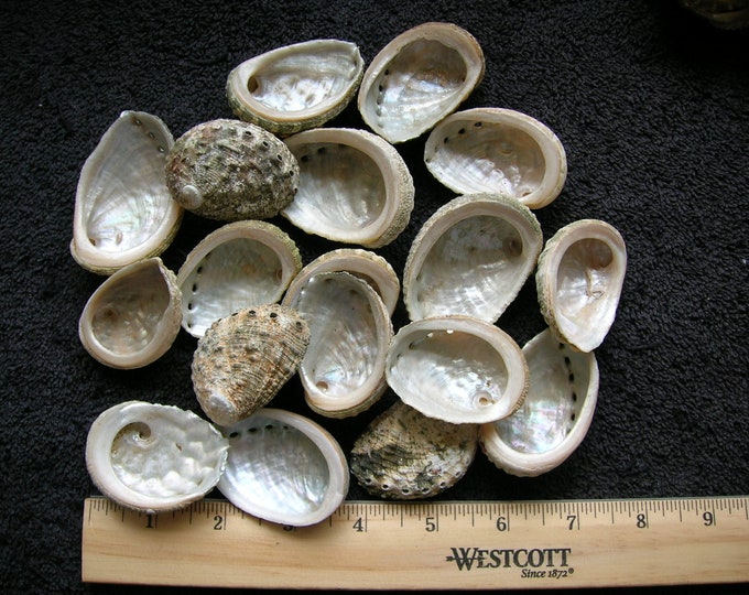 20 Abalone SEA SHELLS Arts Crafts Wedding Jewelry Seashells Scrapbook ...