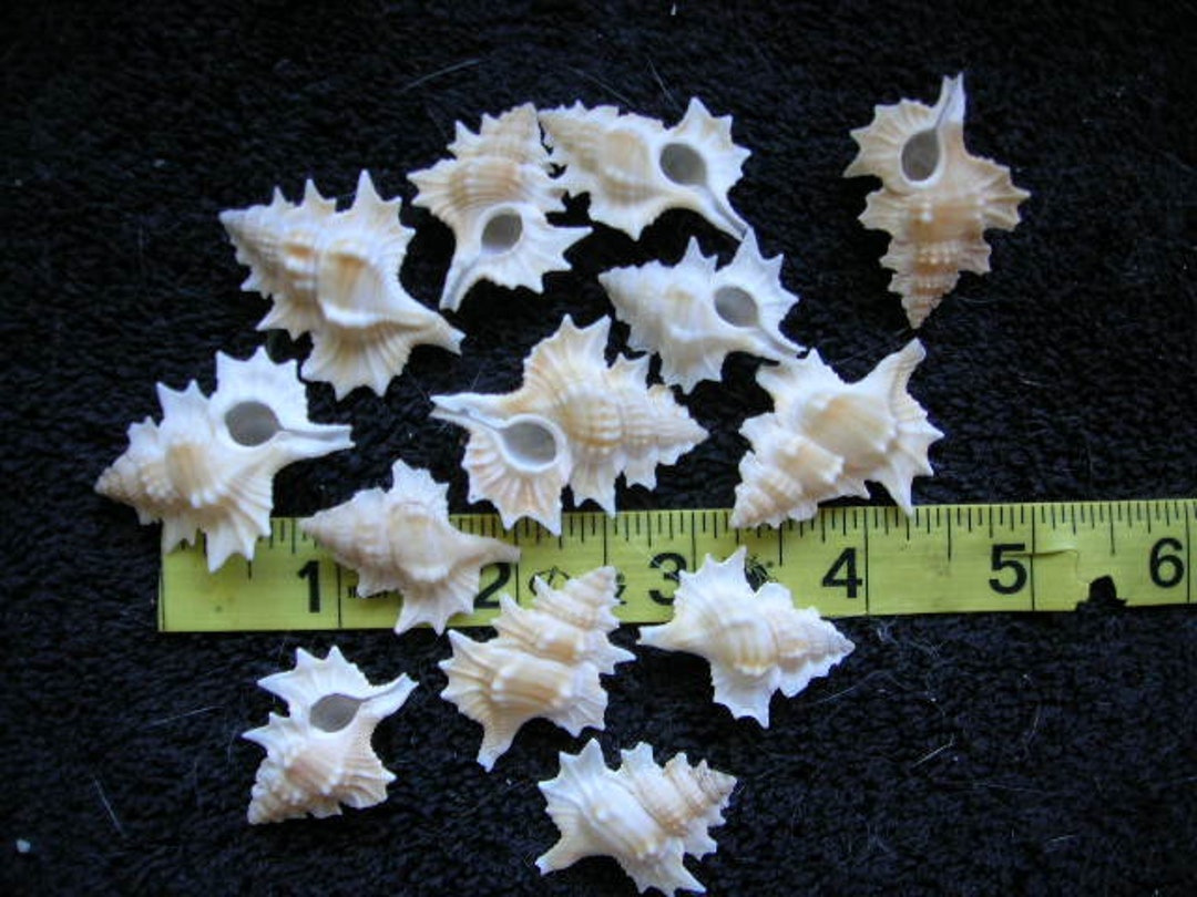 SET OF 12 Maple Leaf Shells Biplex Gyrineum Perca Trioton Seashells 1 1 ...