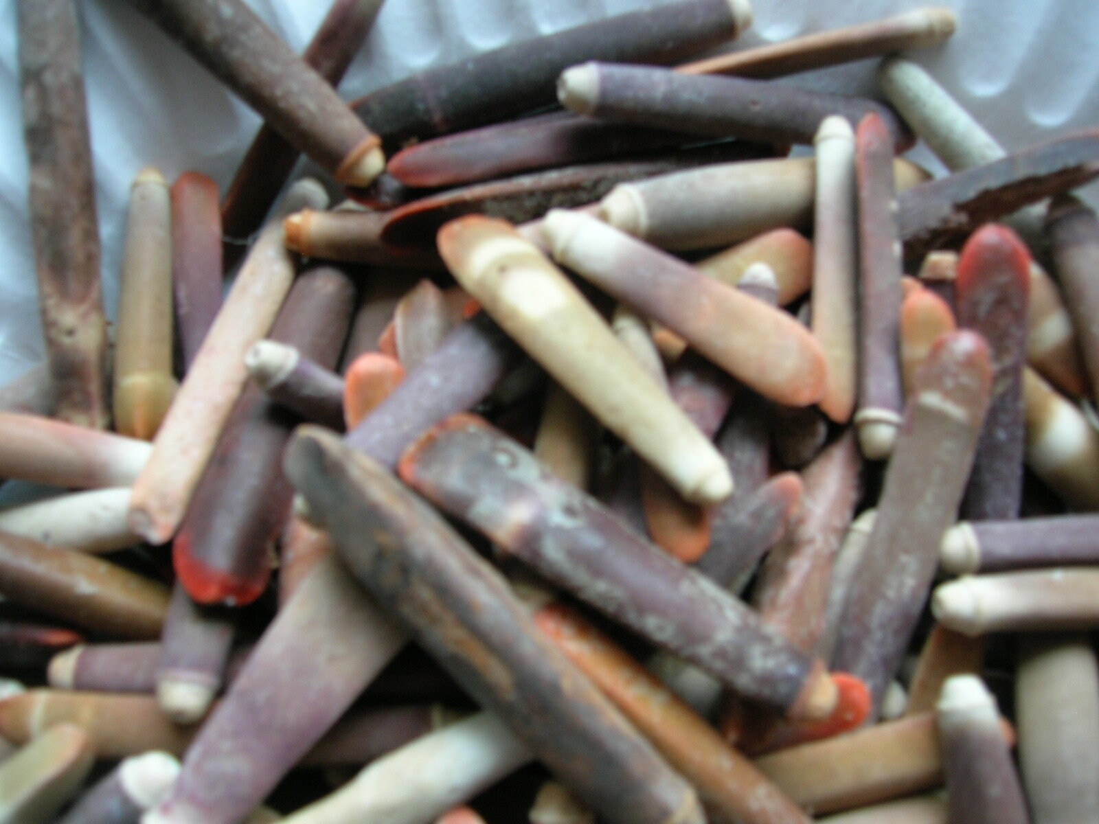 100 Sea Urchin Spines Shells Seashell Spine Art Arts Craft Crafts Doll ...