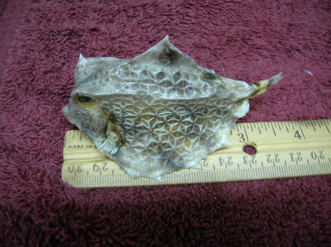 Real Dried Cowfish Boxfish Sharks Ray Shark Taxidermy Jaw Jaws Teeth ...