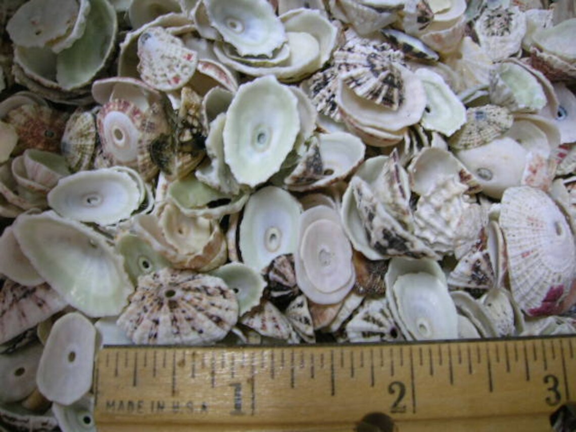 Set of 100 REAL Limpet Shells Seashell Seashells Jewelry Art Craft ...