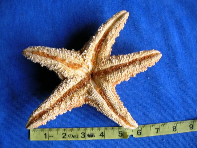 REAL STARFISH Seashell Shells Urchin Sea Star Fish Taxidermy Crafts Art ...