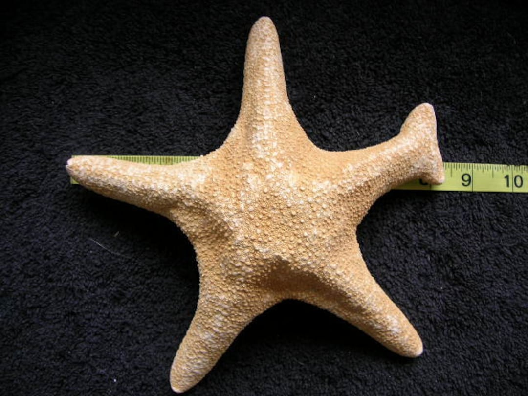 ODD FREAK Real Starfish Sea Shell Shells Coral Ocean Urchin Star Fish ...