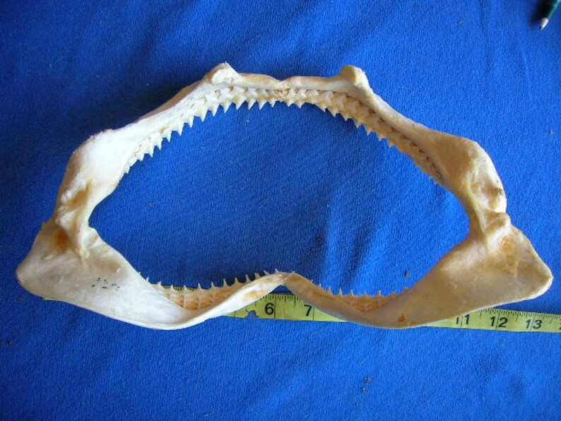 REAL SHARK JAW Jaws Taxidermy Fish Mount Skull Skeleton Fishing Bone ...