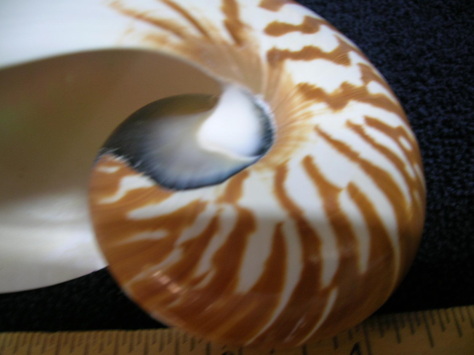 REAL Chambered Nautilus Shell Seashell Shells Nautilus Pompilius - Etsy