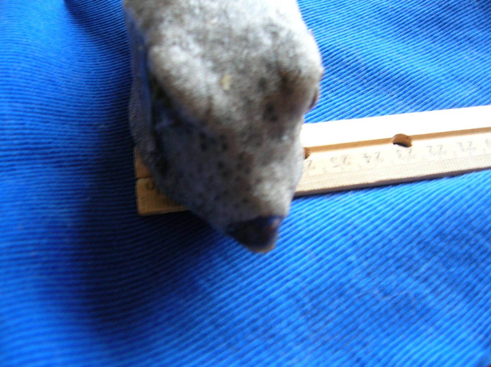 Real Dried Cowfish Boxfish Sharks Ray Shark Taxidermy Jaw Jaws Teeth ...