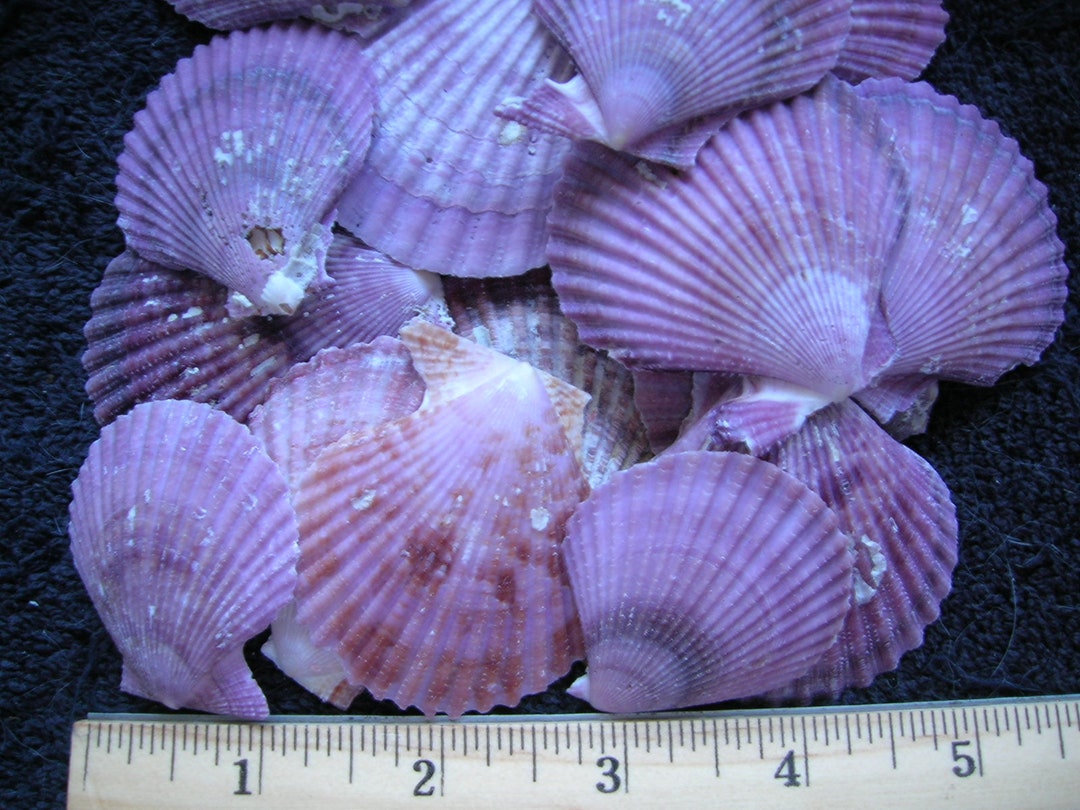 SET OF 30 Real Pecten Scallop Seashells, About 1 1/2" to 2 1/4" Wide ...